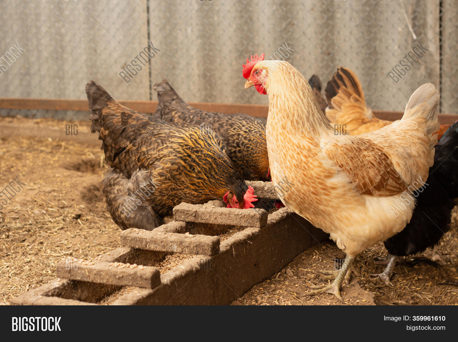 Red Hen On Farm. Image & Photo (Free Trial) | Bigstock