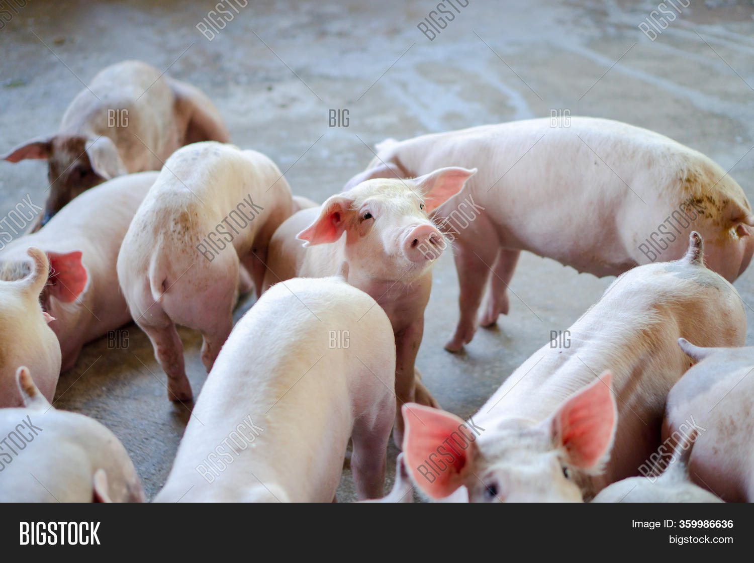 Group Pig That Looks Image & Photo (Free Trial) | Bigstock