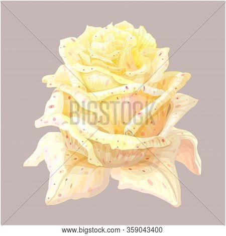 Vector Rose Flower Vector & Photo (Free Trial) | Bigstock