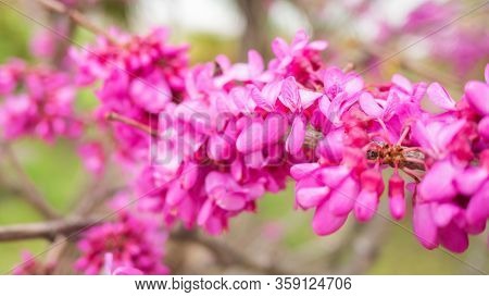Blooming Cercis Image & Photo (Free Trial) | Bigstock
