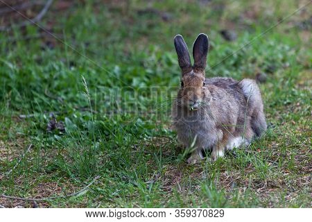 Cute Fuzzy Little Image & Photo (Free Trial) | Bigstock