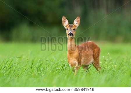 Surprised Roe Deer Image & Photo (Free Trial) | Bigstock