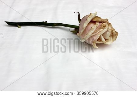 Withering Rose Image & Photo (Free Trial) | Bigstock