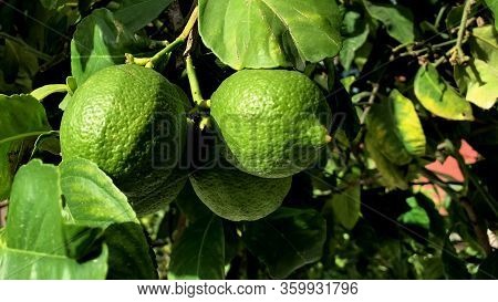 Brunch Tree Fresh Image & Photo (Free Trial) | Bigstock