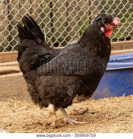 Black Hen On Farm. Image & Photo (Free Trial) | Bigstock