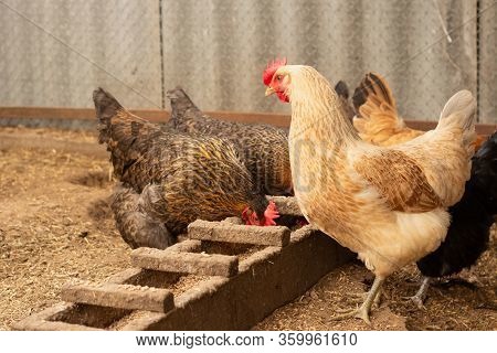 Red Hen On Farm. Image & Photo (Free Trial) | Bigstock