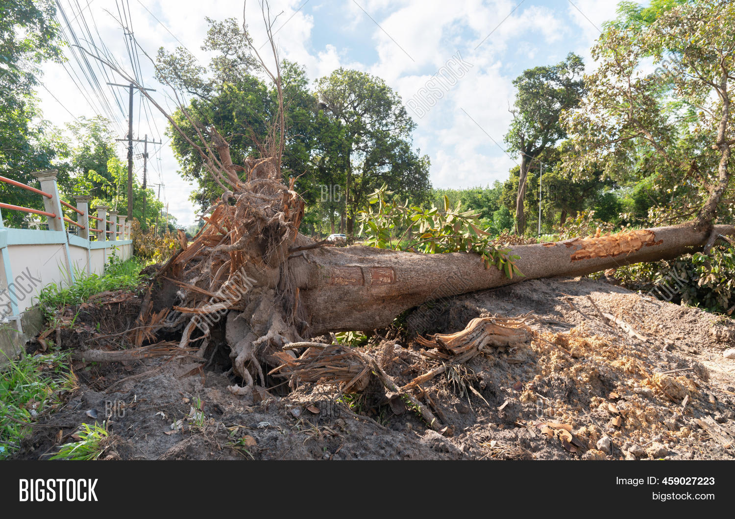 Dig Tree Root Fallen Image & Photo (Free Trial) | Bigstock