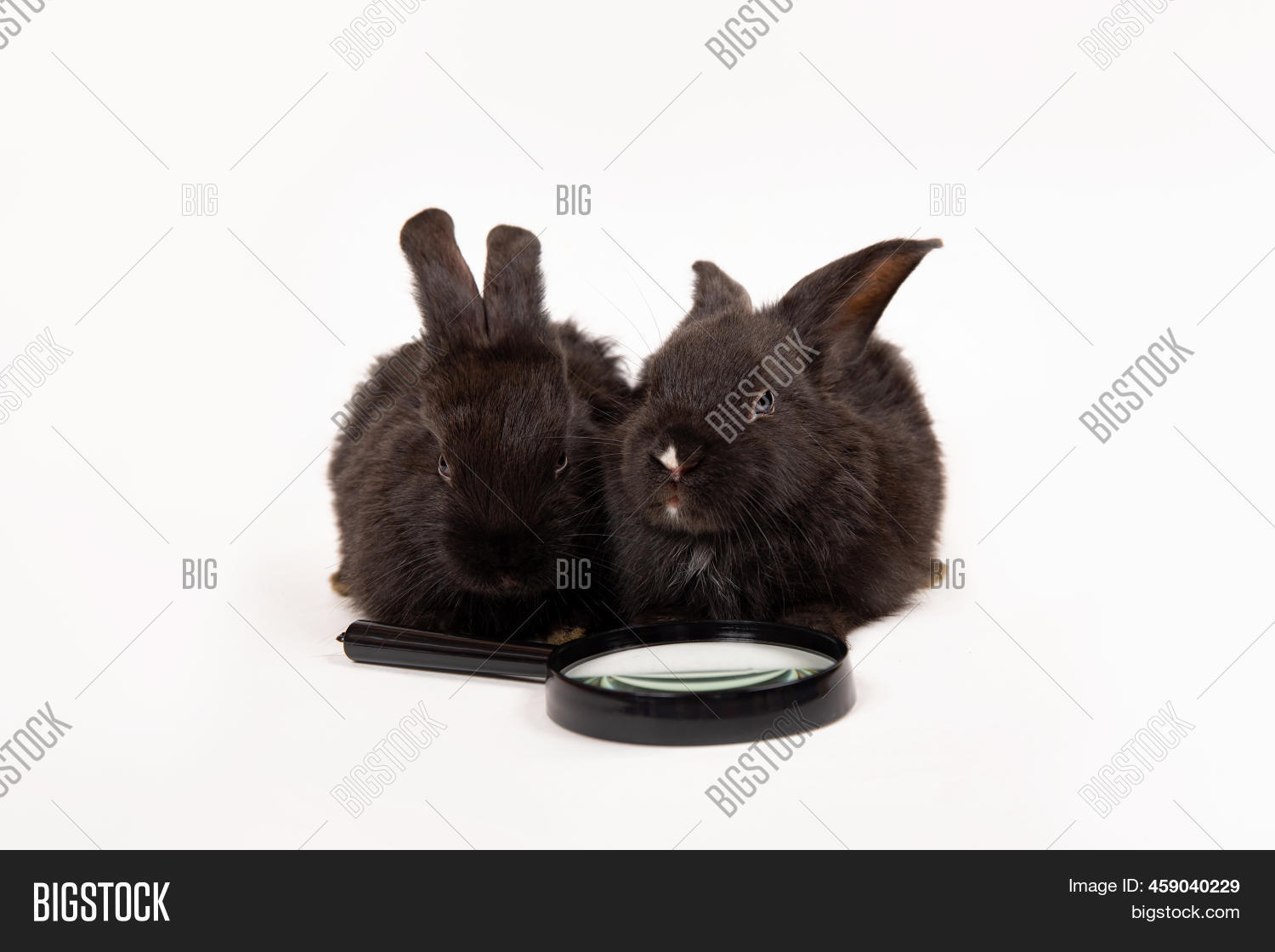 Two Black Rabbits Image & Photo (Free Trial) | Bigstock