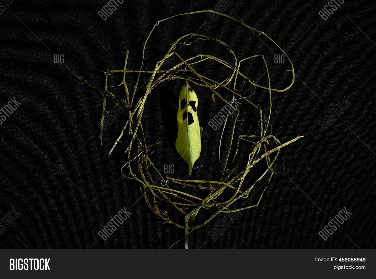 Dry Leaf Decompose Image & Photo (Free Trial) | Bigstock