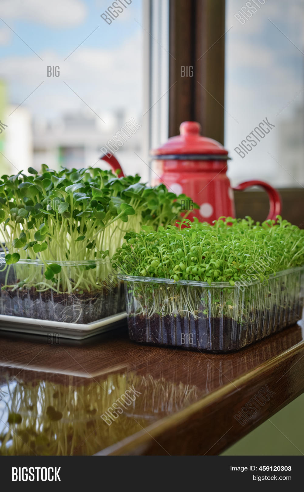 Microgreen Garden Image & Photo (Free Trial) | Bigstock