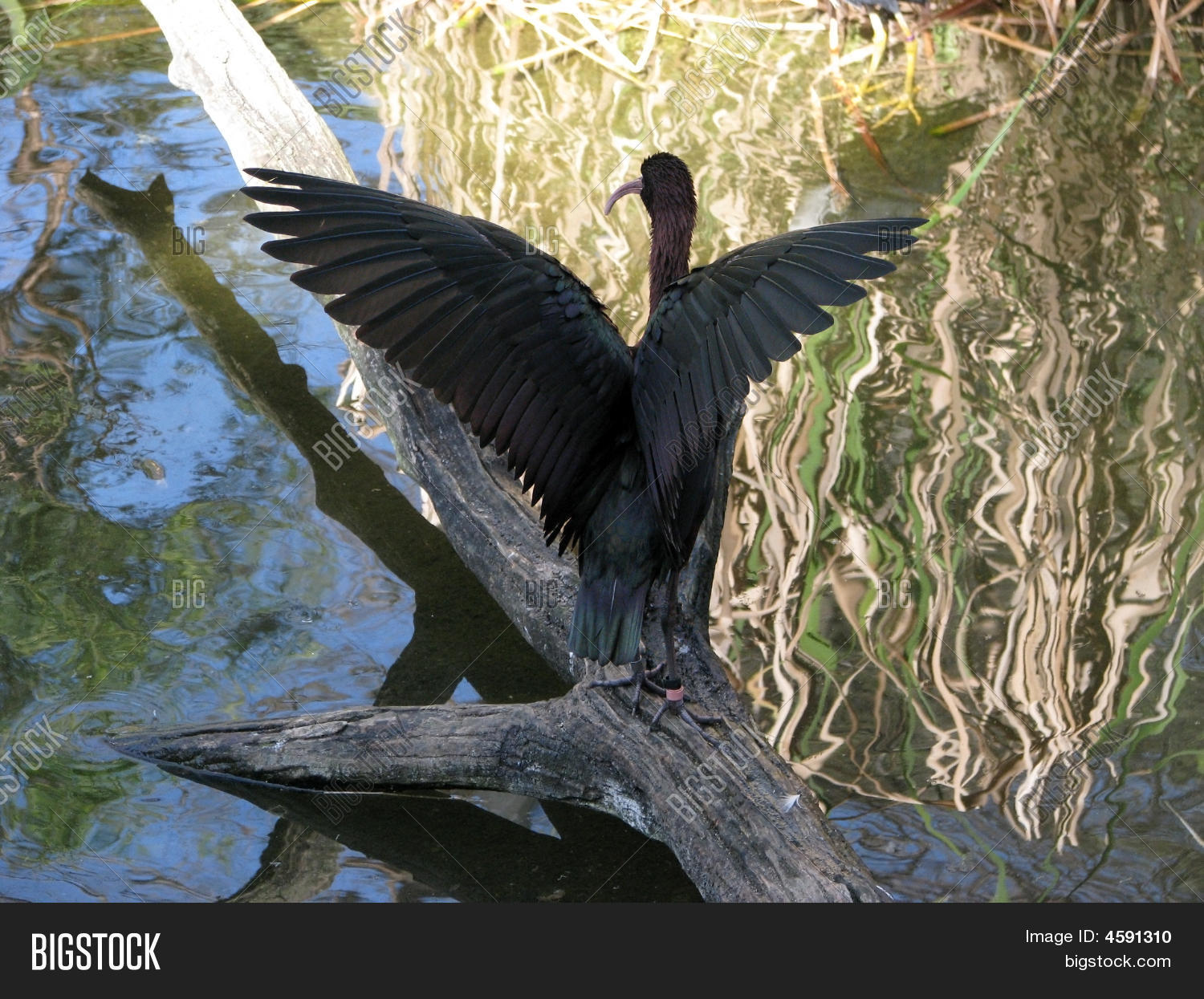 Ibis Wingspan Image & Photo (Free Trial) | Bigstock