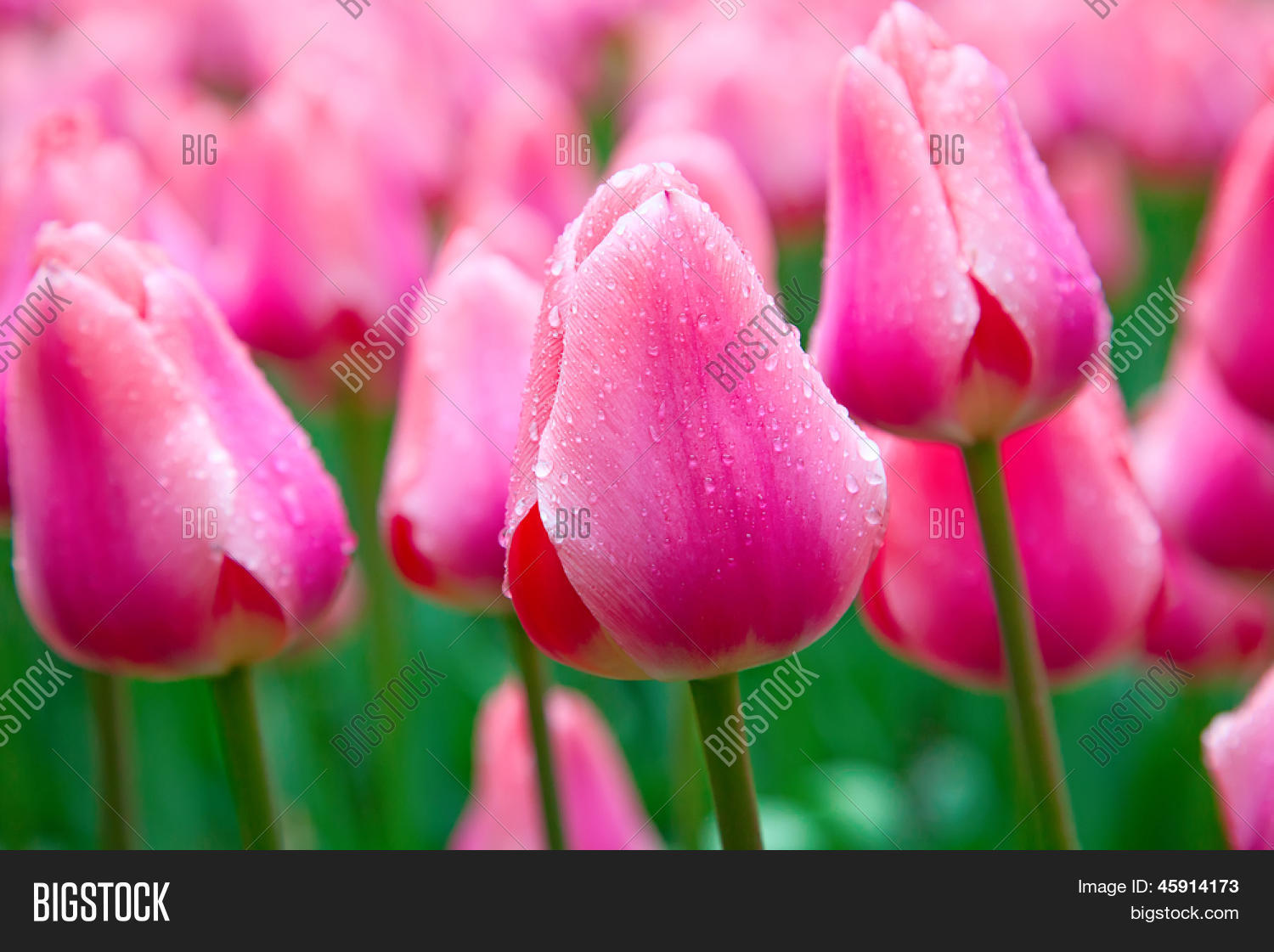 Fresh Blooming Tulips Image & Photo (Free Trial) | Bigstock
