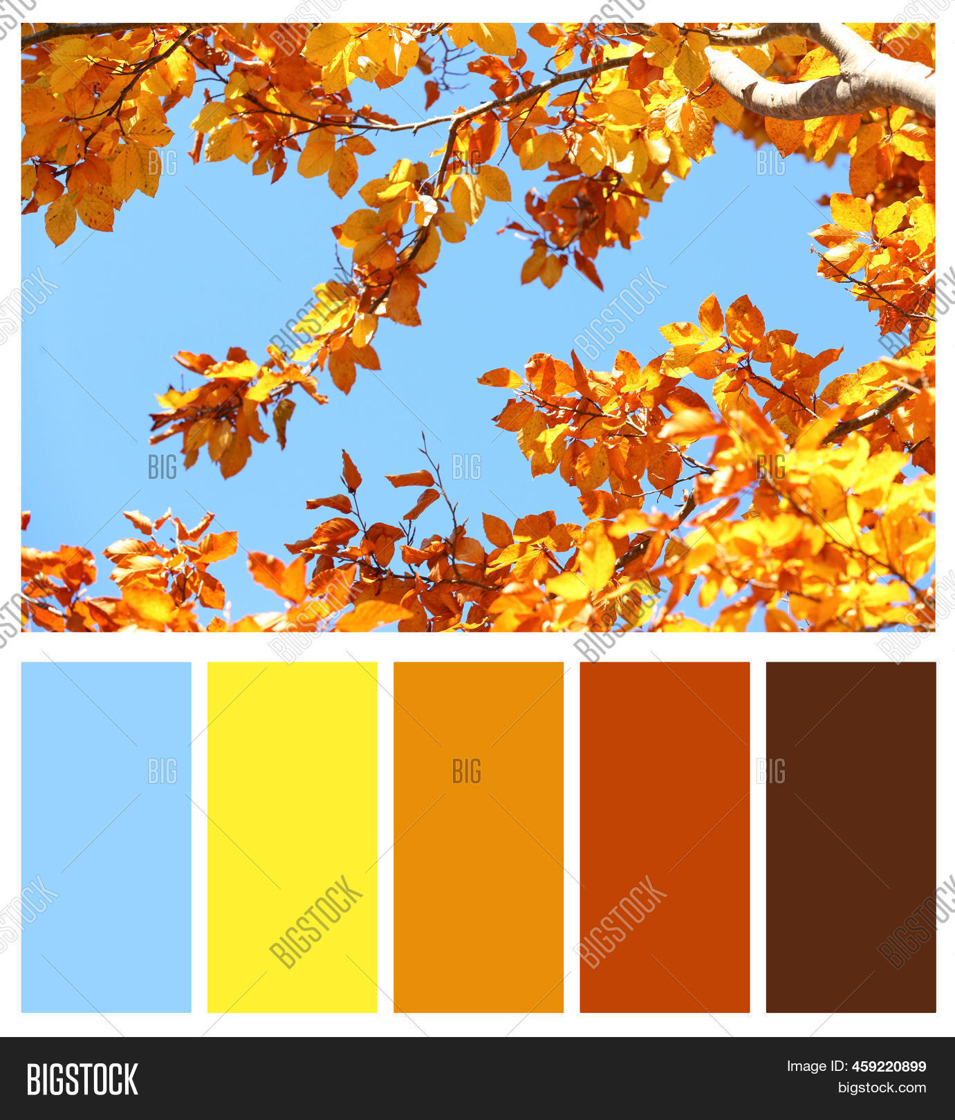 Color Palette Image & Photo (Free Trial) | Bigstock