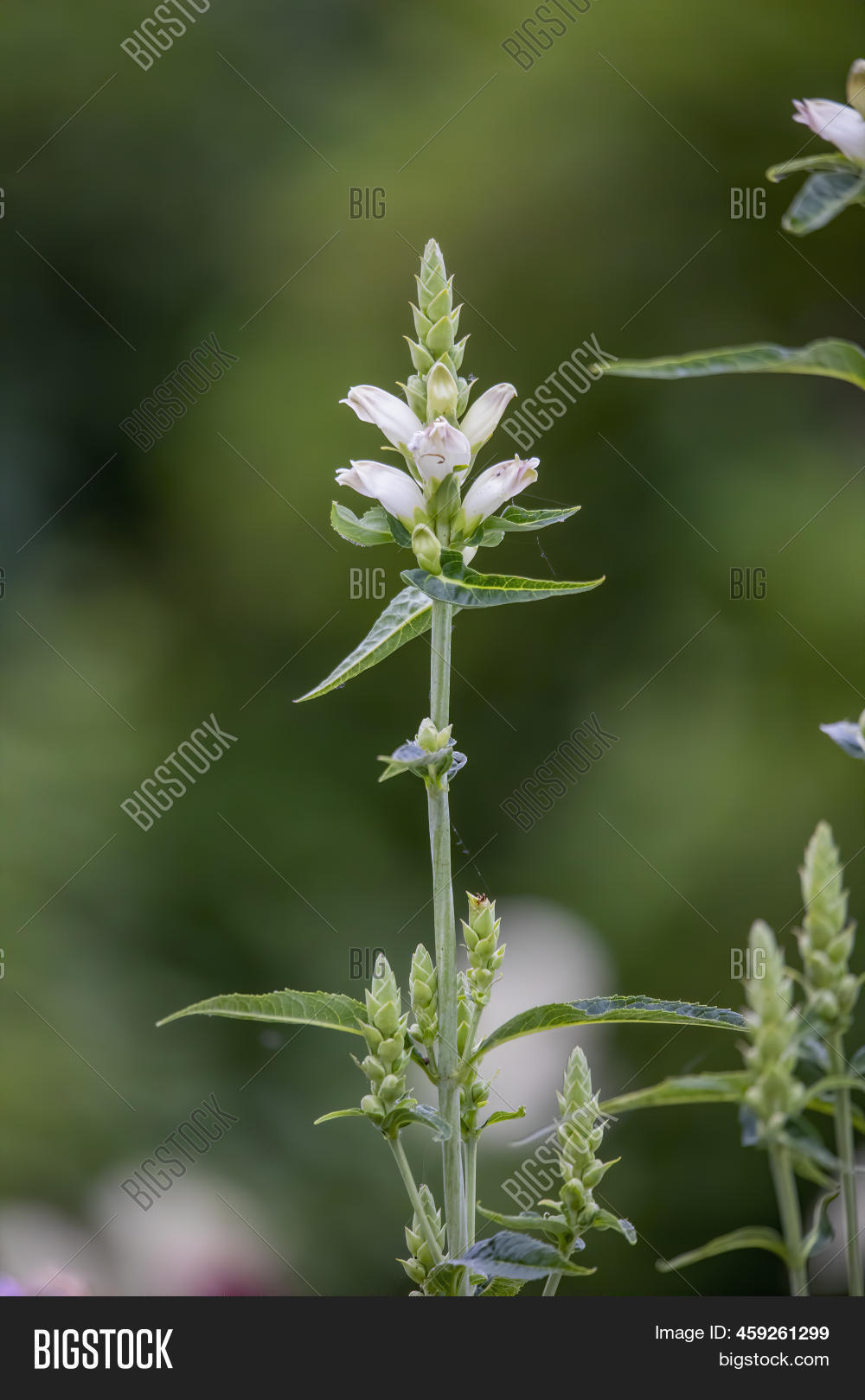 White Turtlehead ( Image & Photo (Free Trial) | Bigstock