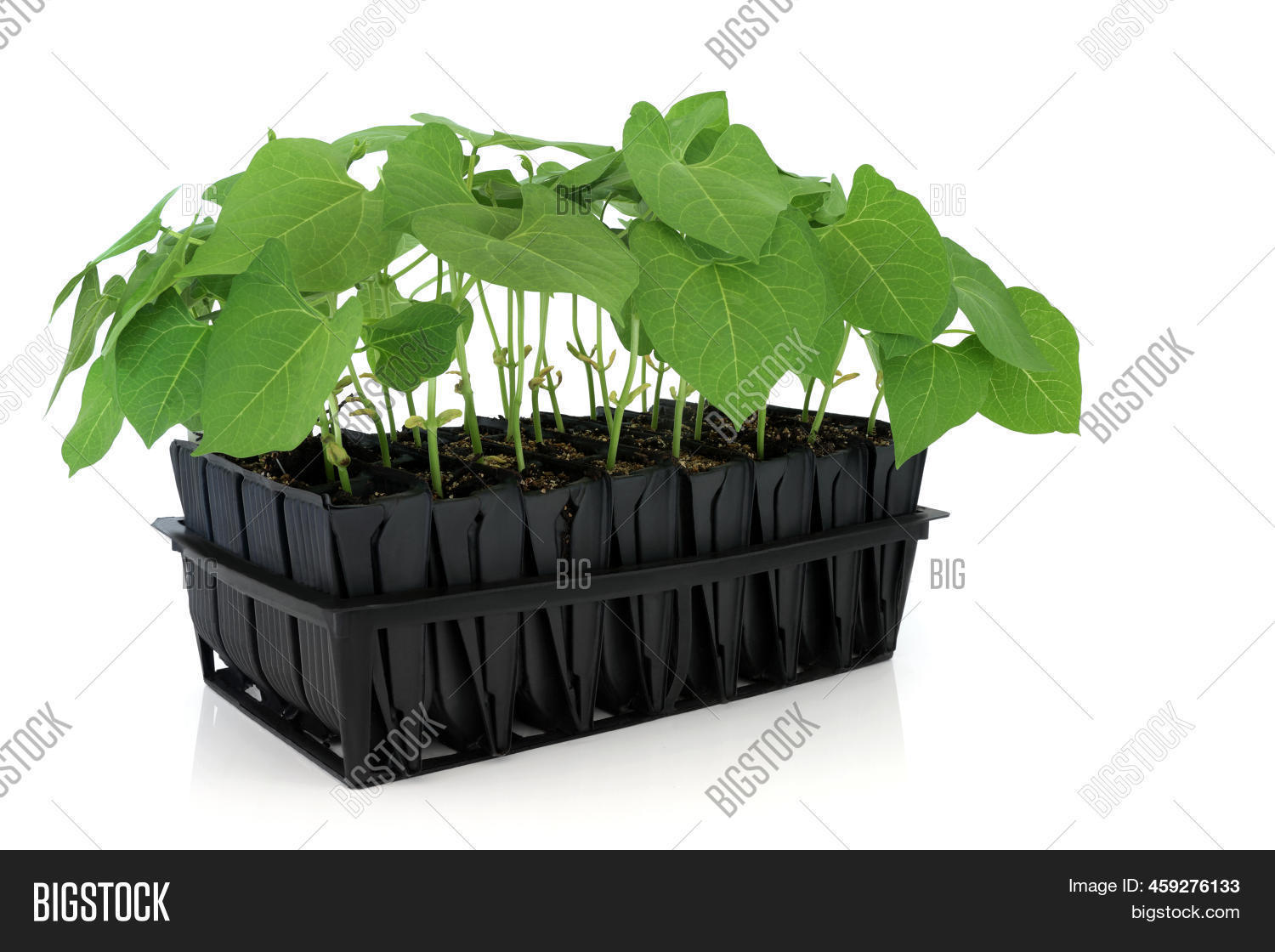 Runner Bean Plants Image & Photo (Free Trial) | Bigstock
