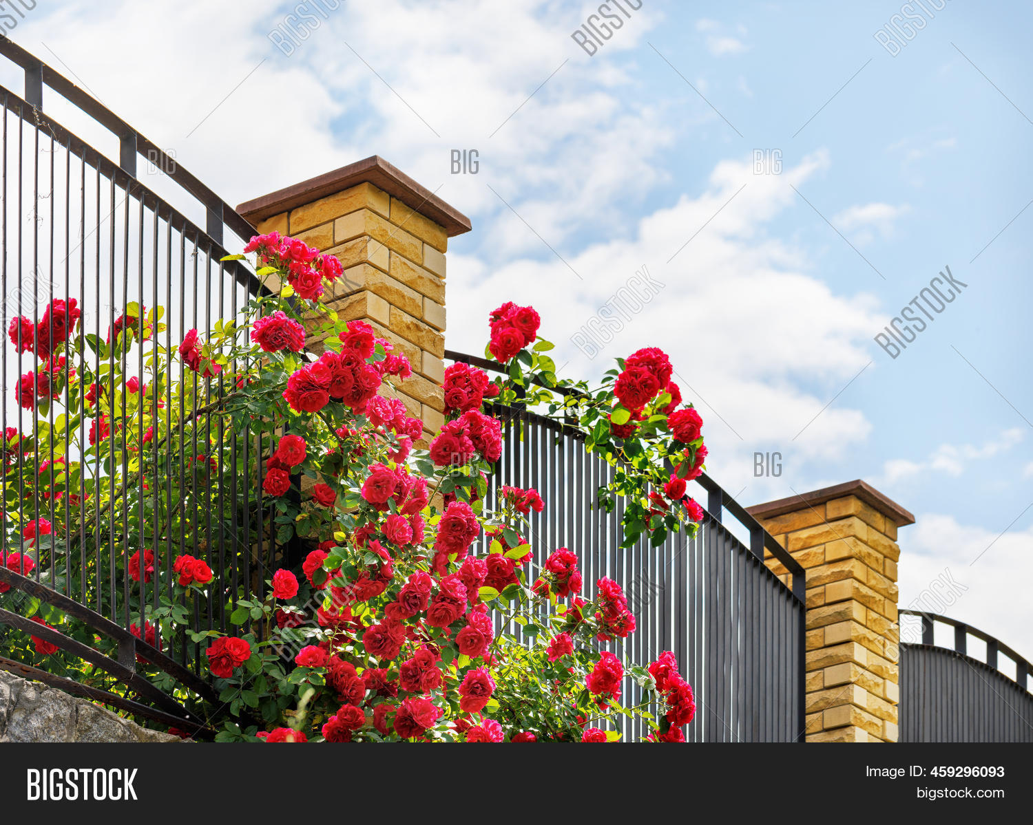 Bush Beautiful Curly Image & Photo (Free Trial) | Bigstock