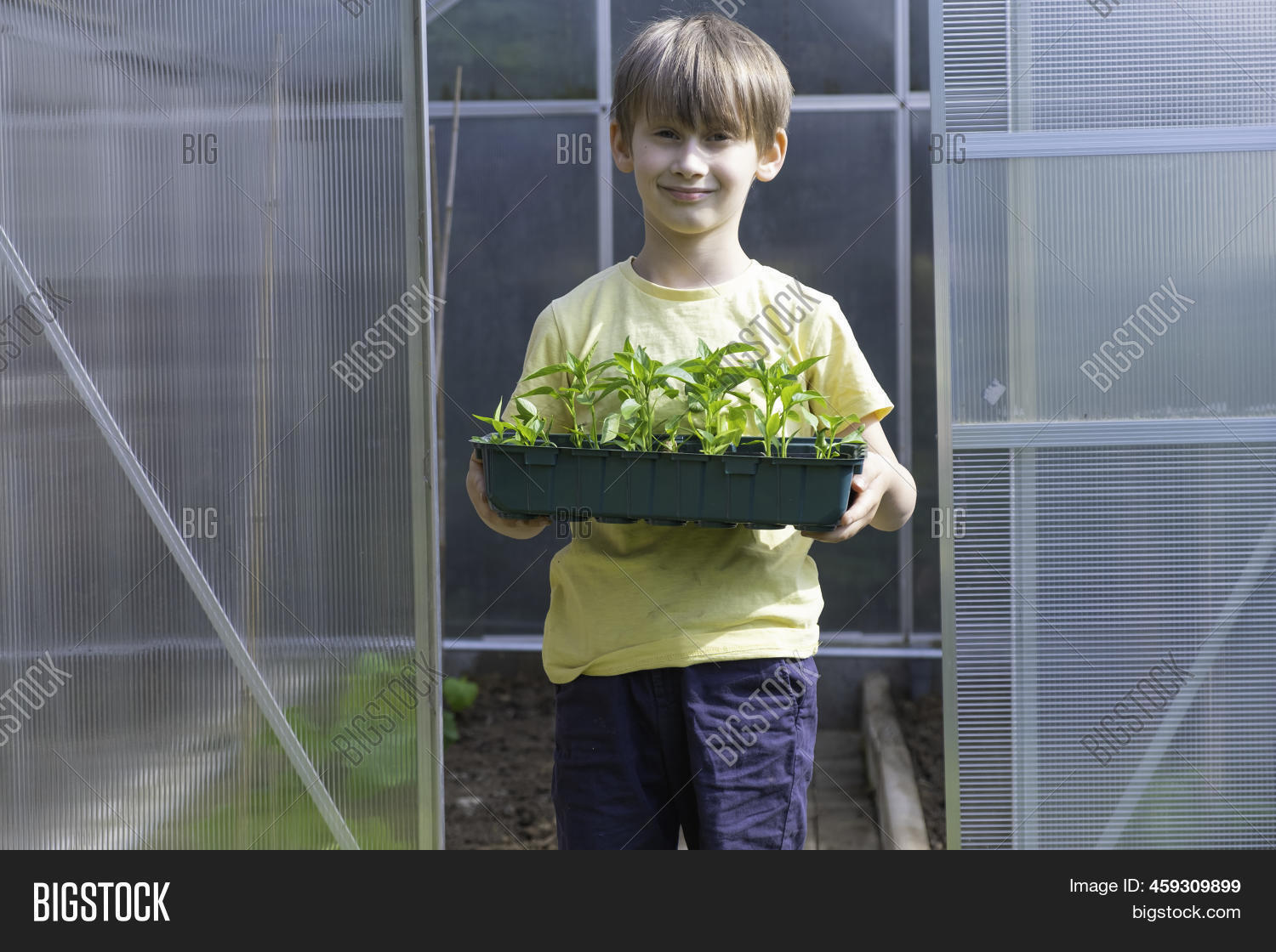 Boy Holding Box Pepper Image & Photo (Free Trial) | Bigstock