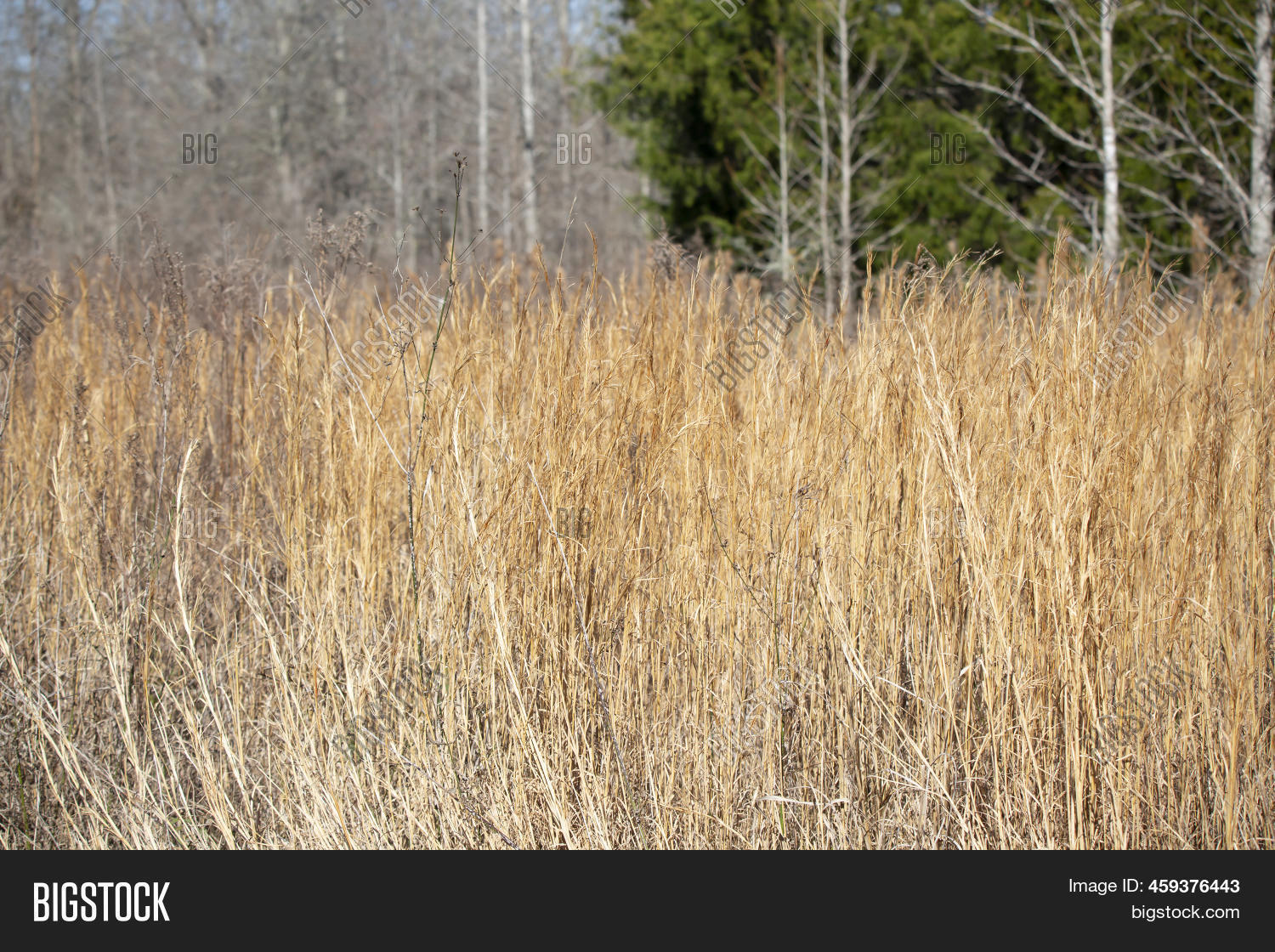 Thick Dried Weeds Image & Photo (Free Trial) | Bigstock
