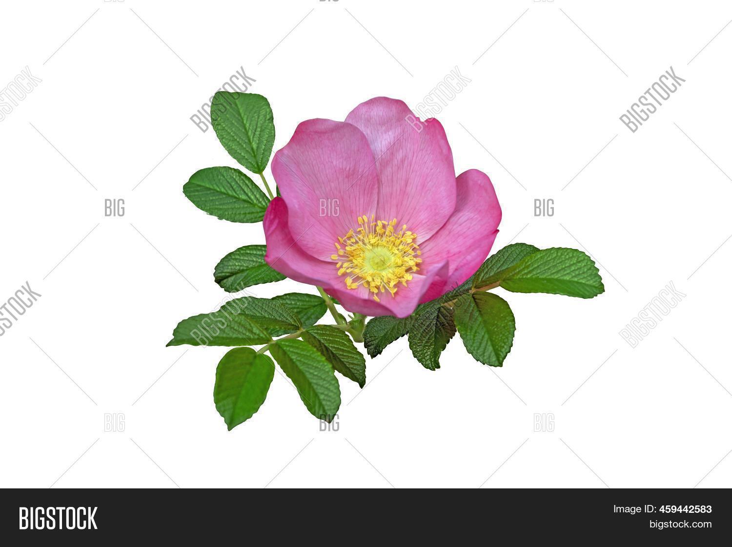 Pink Rosa Rugosa Image & Photo (Free Trial) | Bigstock