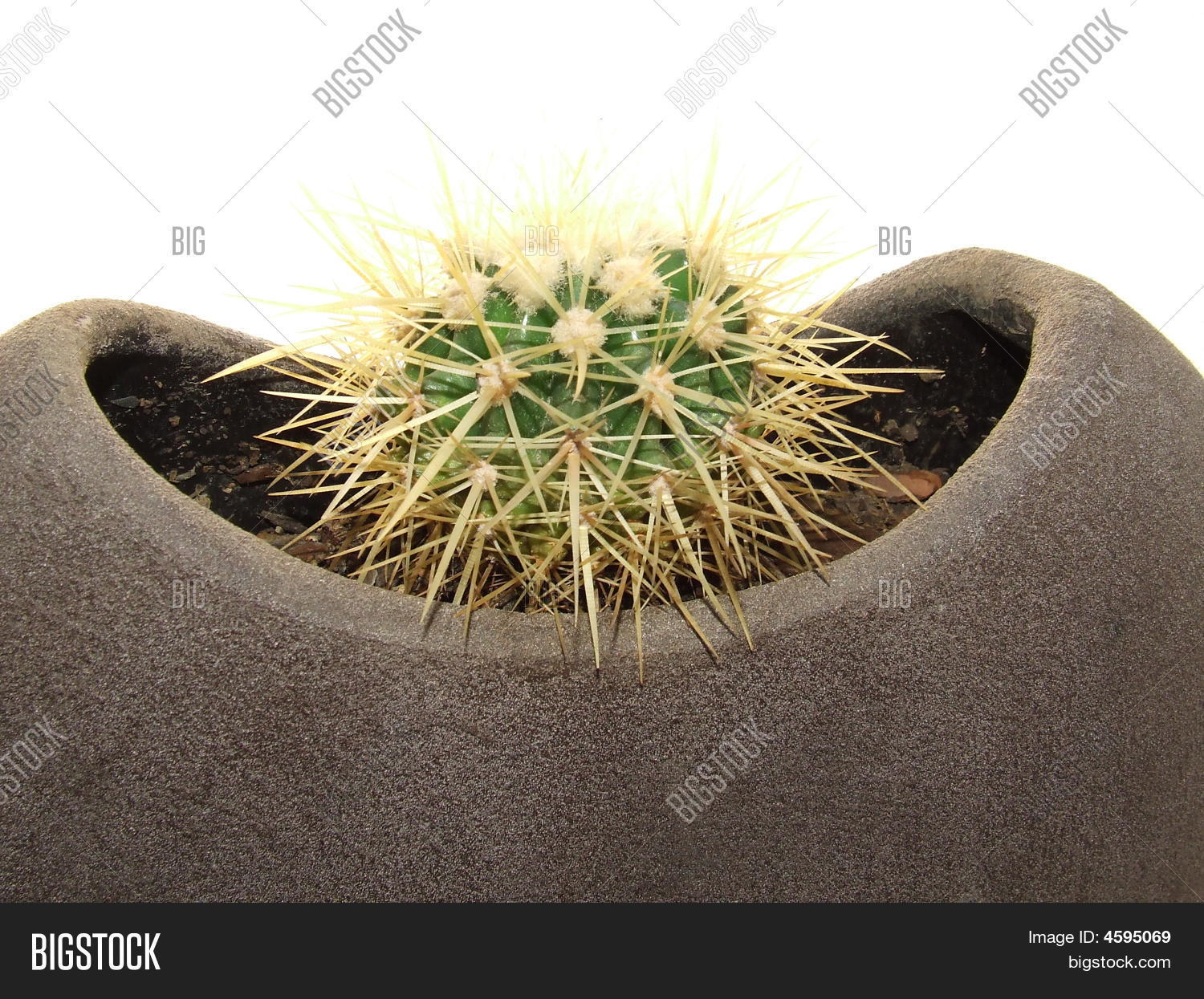 Dwarf Cactus Image & Photo (Free Trial) | Bigstock