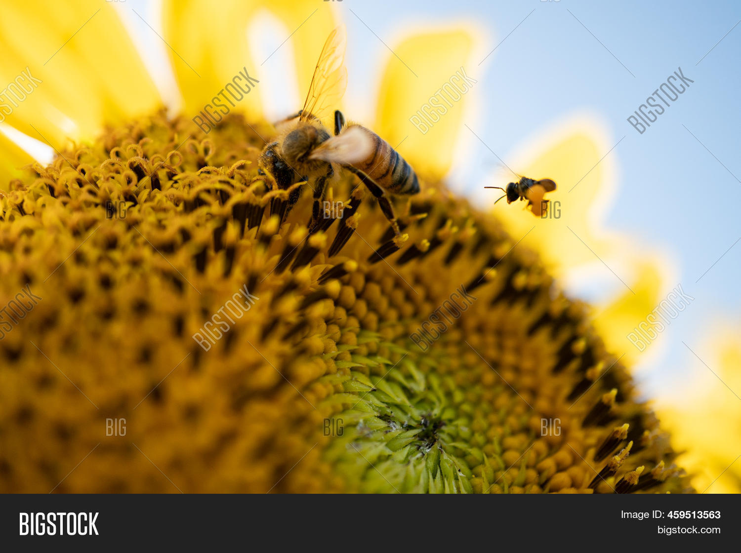 Tiny Honey Bee Image & Photo (Free Trial) | Bigstock