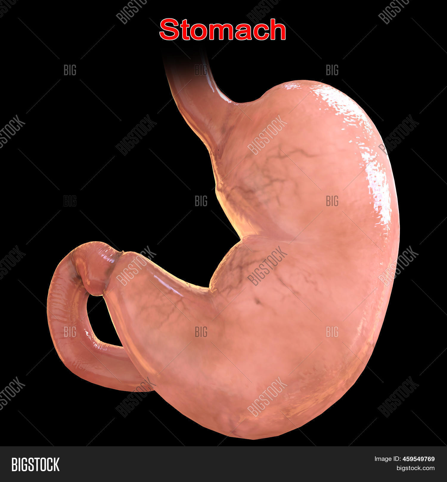 Stomach Anatomy Human Image & Photo (Free Trial) | Bigstock