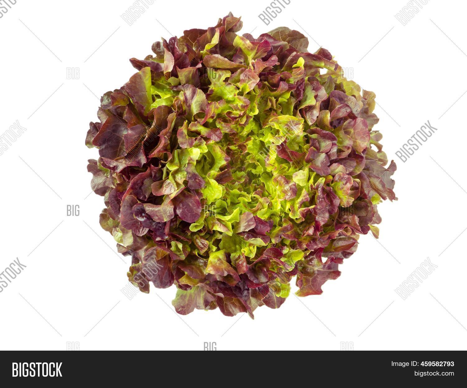 Red Oak Leaf Lettuce Image & Photo (Free Trial) | Bigstock