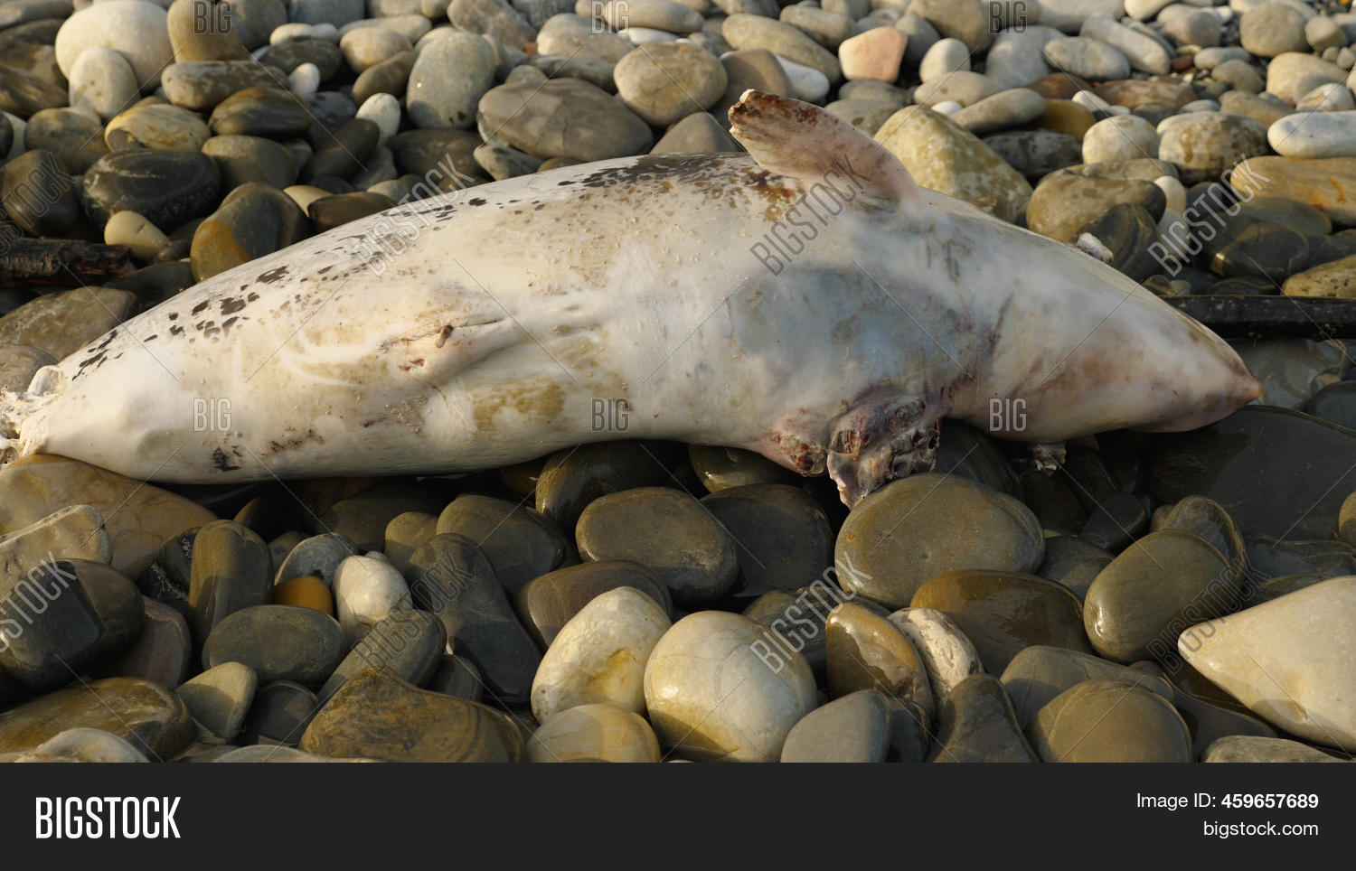 Carcass Dead Dolphin Image & Photo (Free Trial) | Bigstock
