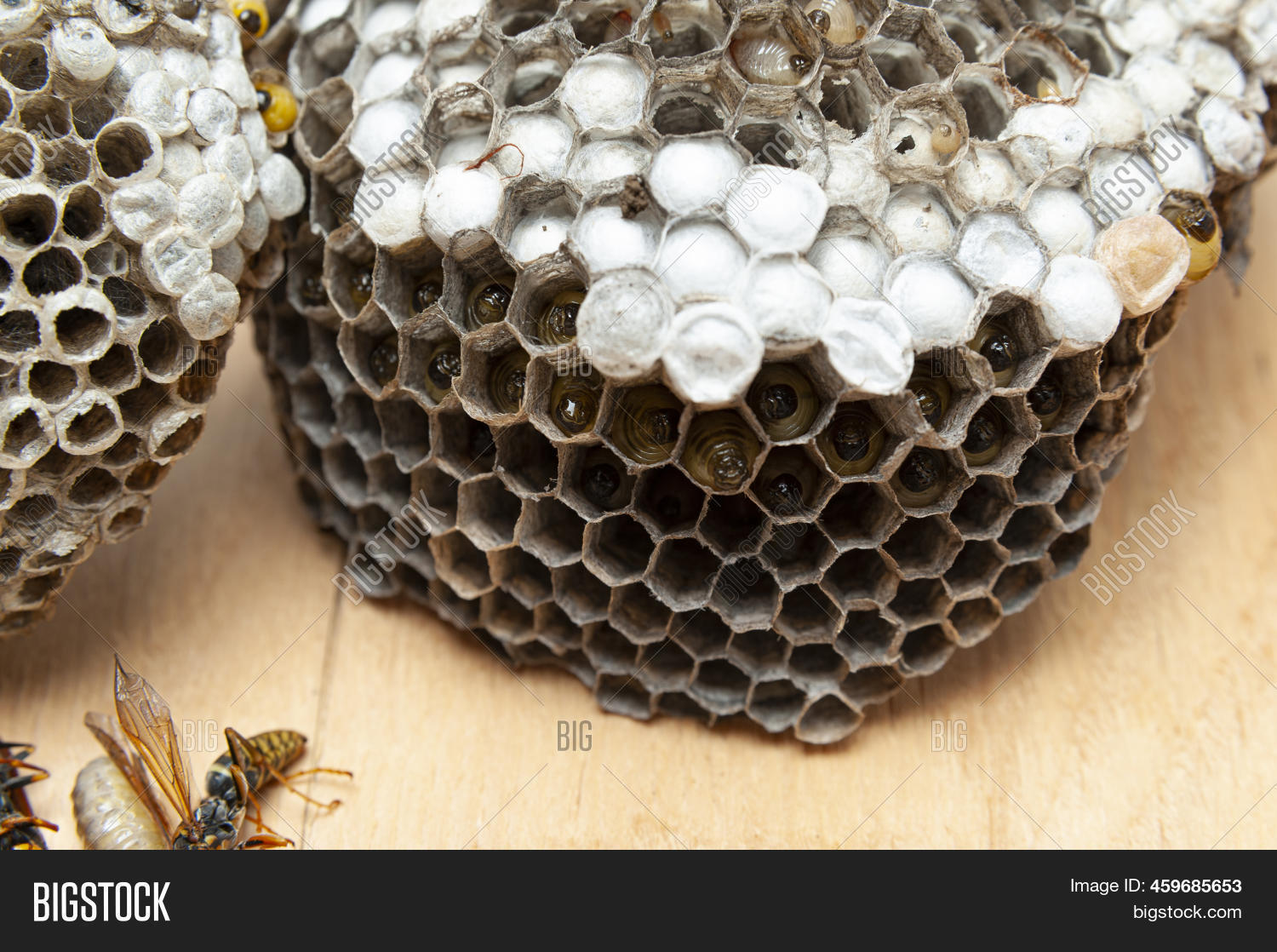 Closeup Comb Larvae Image & Photo (Free Trial) | Bigstock