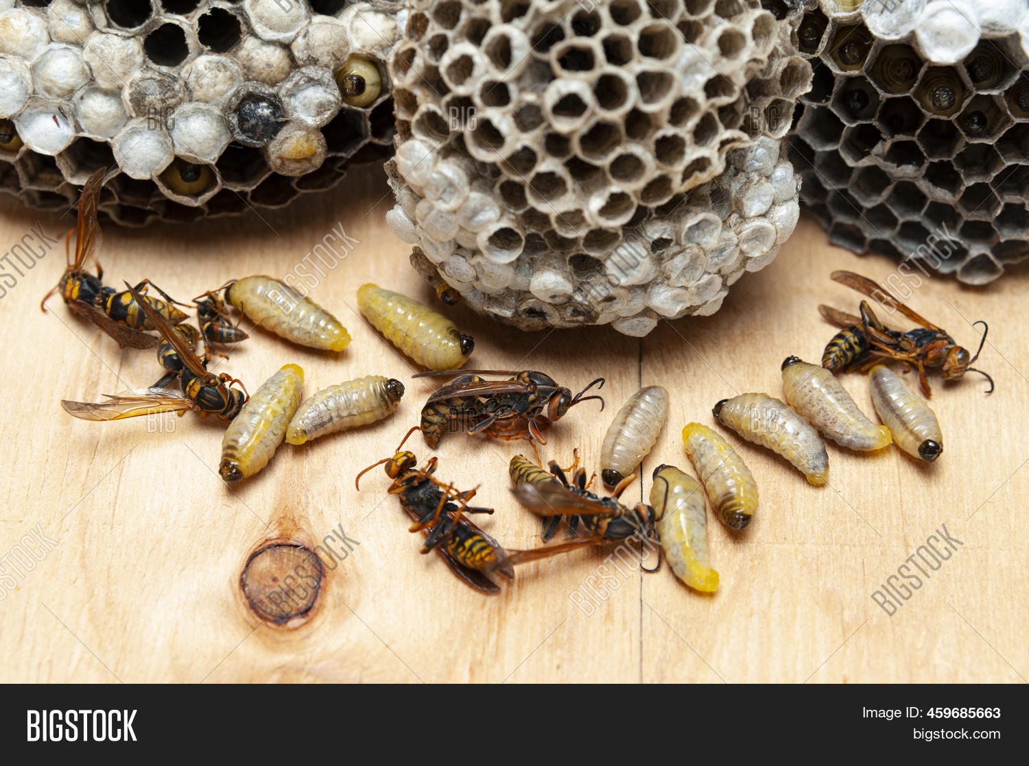Closeup Dead Larvae Image & Photo (Free Trial) | Bigstock