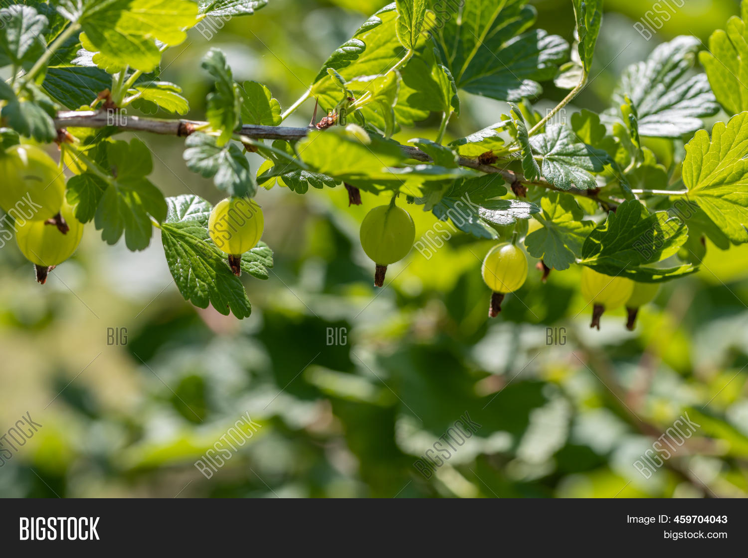 Fresh Gooseberries On Image & Photo (Free Trial) | Bigstock