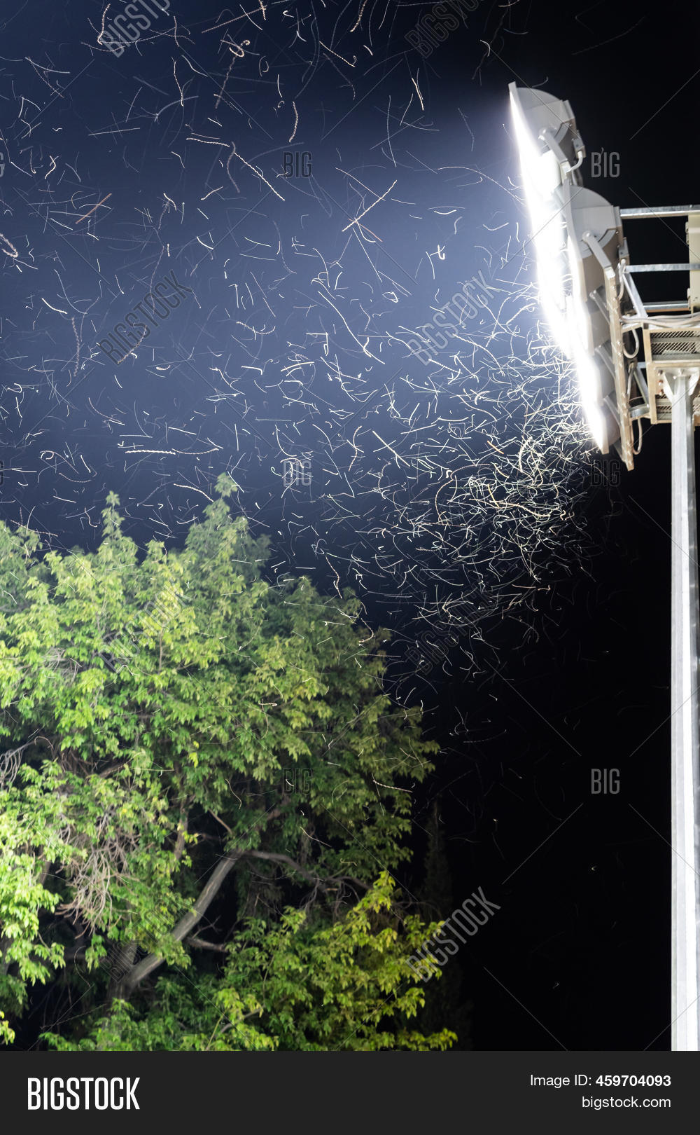 Long Exposure. Swarm Image & Photo (Free Trial) | Bigstock