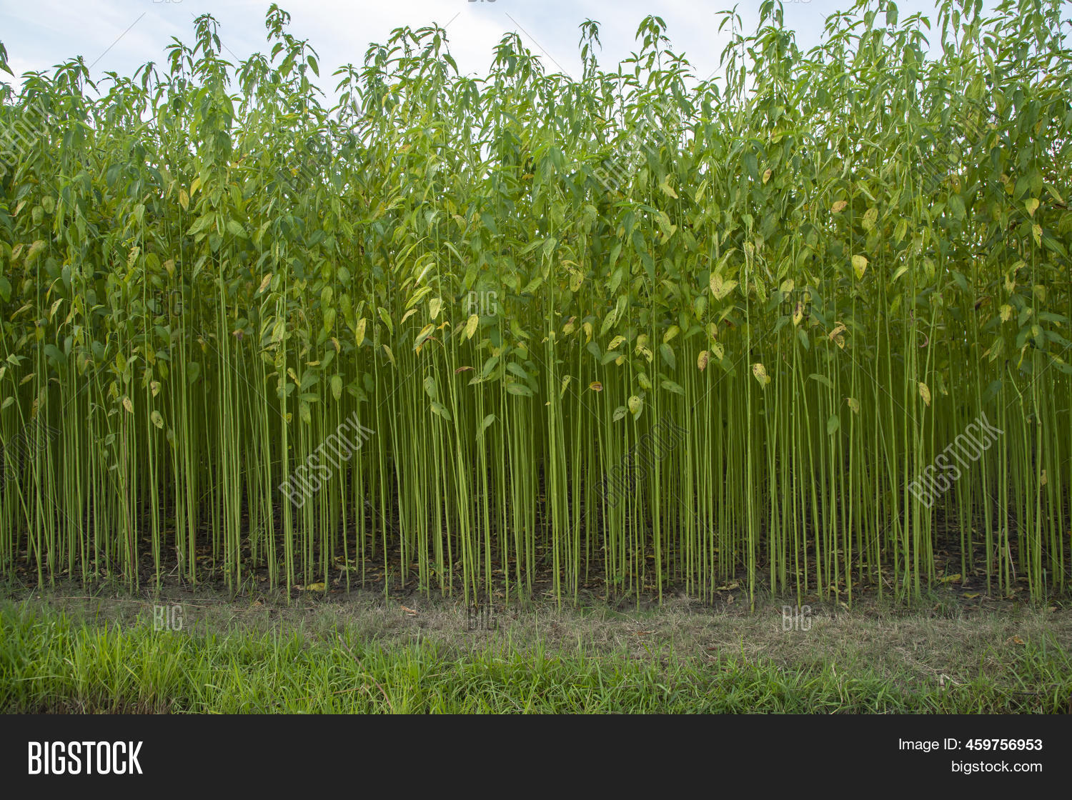 Green Jute Plantation Image & Photo (Free Trial) | Bigstock