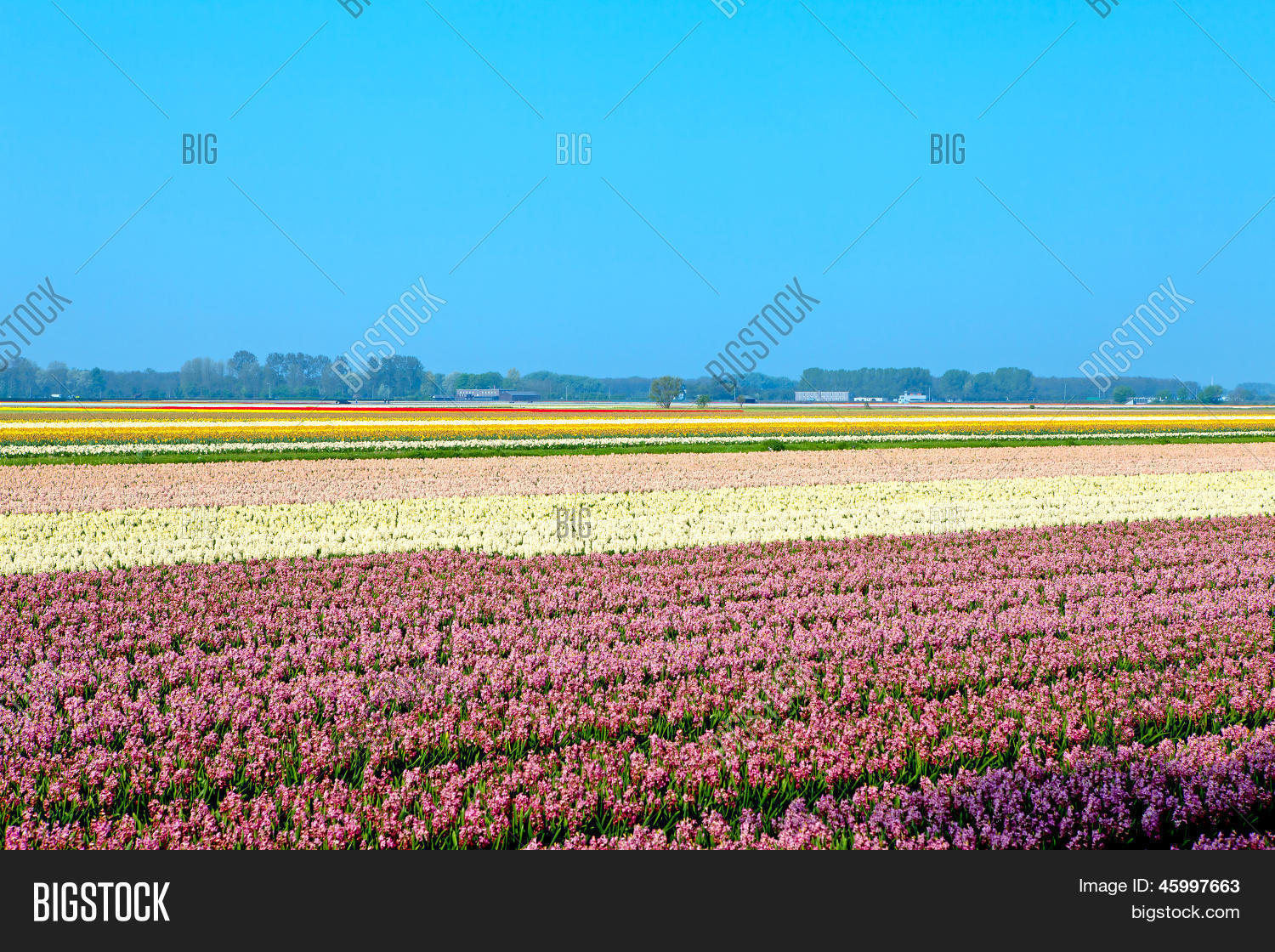 Dutch Bulb Field Image & Photo (Free Trial) | Bigstock