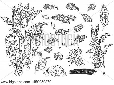 Cardamom Plant Vector & Photo (Free Trial) | Bigstock