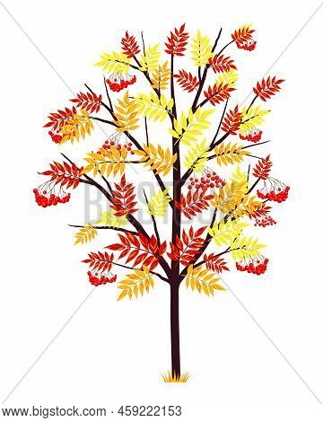 Autumn Maple Tree Vector & Photo (Free Trial) | Bigstock