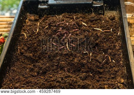 Earthworms On Soil Image & Photo (Free Trial) | Bigstock