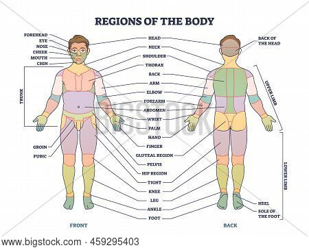 Regions Human Body Vector & Photo (Free Trial) | Bigstock