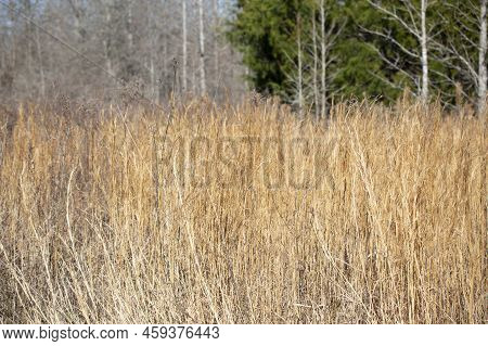 Thick Dried Weeds Image & Photo (Free Trial) | Bigstock