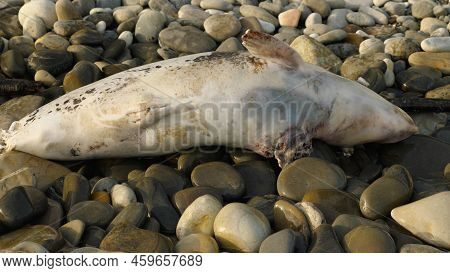 Carcass Dead Dolphin Image & Photo (Free Trial) | Bigstock