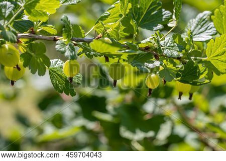 Fresh Gooseberries On Image & Photo (Free Trial) | Bigstock