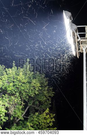 Long Exposure. Swarm Image & Photo (Free Trial) | Bigstock