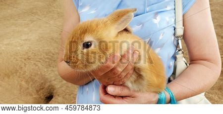 Cute Rabbit Womans Arm Image & Photo (Free Trial) | Bigstock