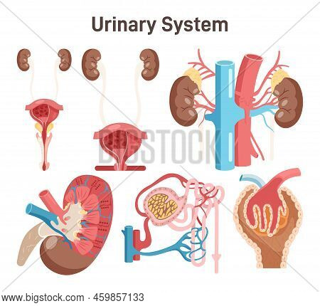 Human Urinary System Vector & Photo (Free Trial) | Bigstock