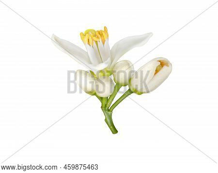 Neroli Blossom White Image & Photo (Free Trial) | Bigstock