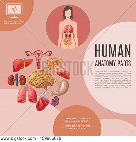Cartoon Human Anatomy Vector & Photo (Free Trial) | Bigstock