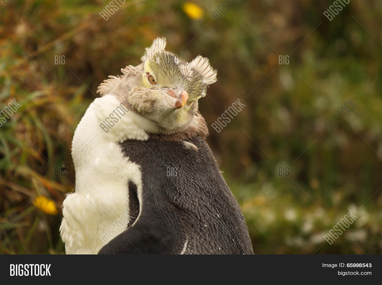 Juvenile Penguin Image & Photo (Free Trial) | Bigstock