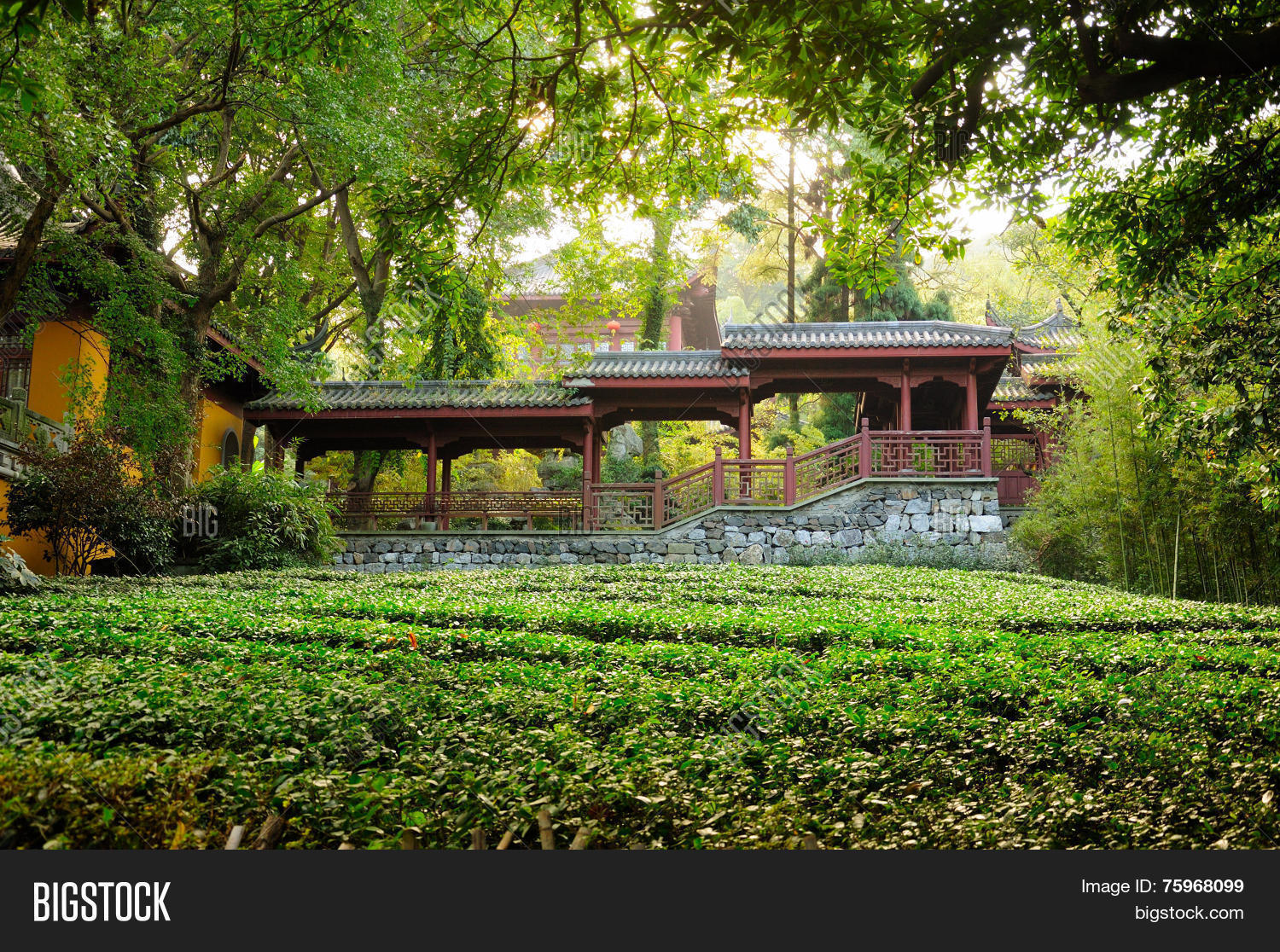 Field Green Tea Image & Photo (Free Trial) | Bigstock