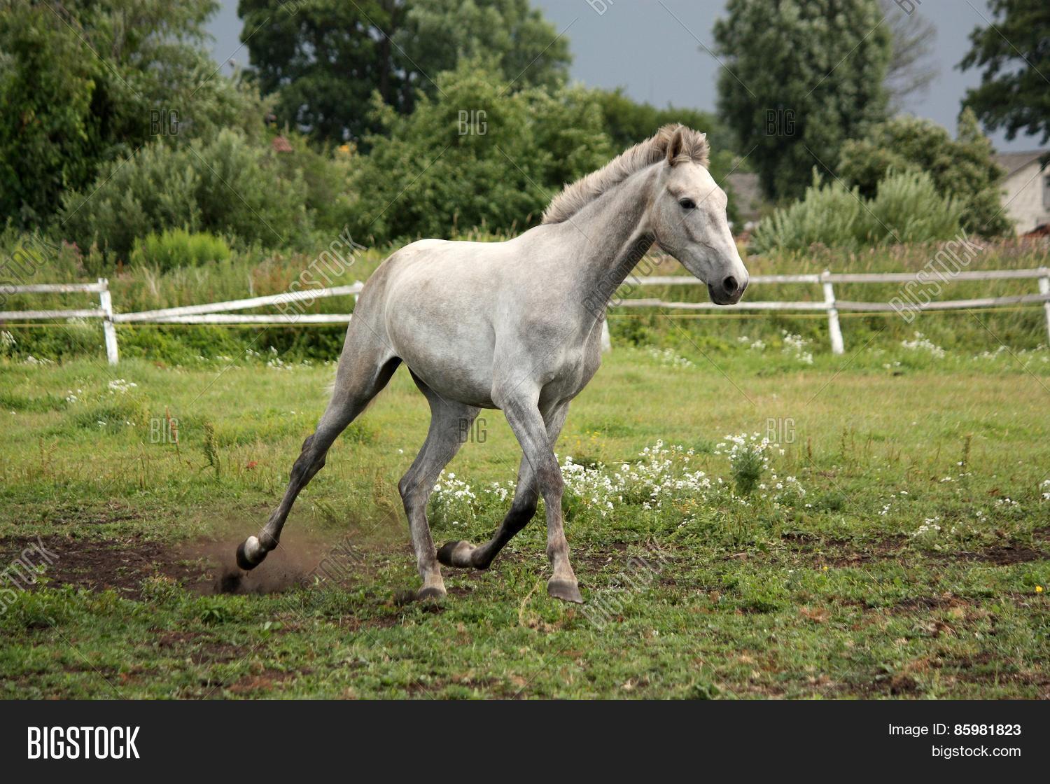 White Horse Trotting Image & Photo (Free Trial) | Bigstock