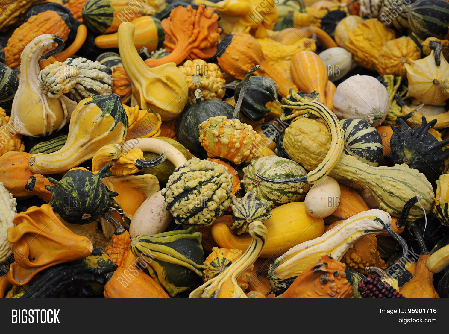 Autumn Gourds Image & Photo (Free Trial) | Bigstock